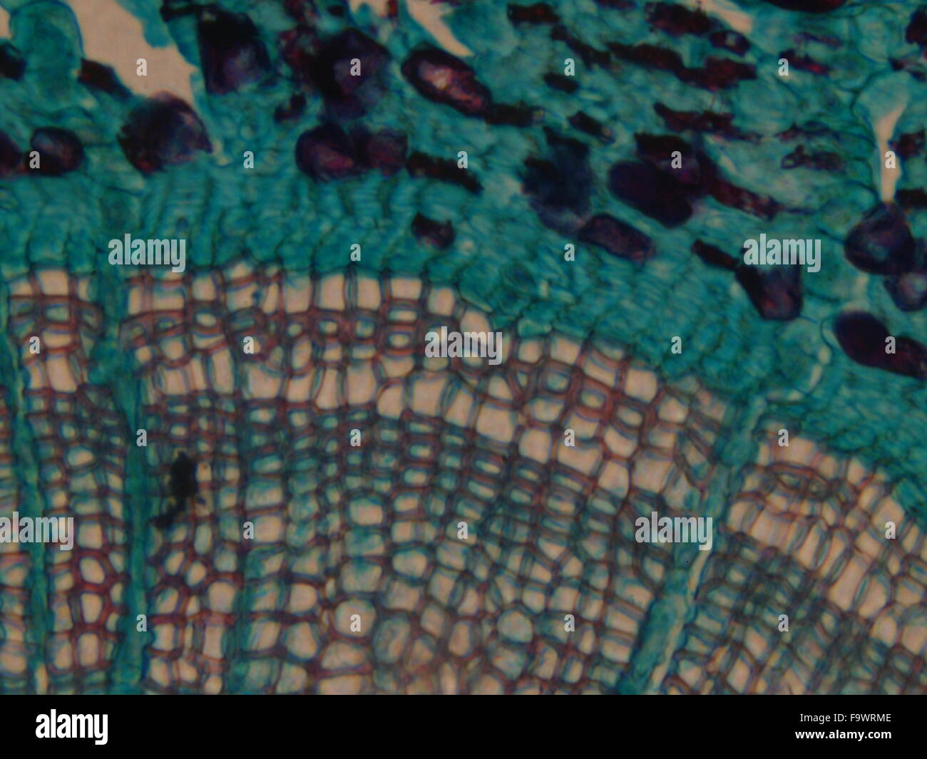 Biological sample cells and bacteria, plant, microb under microscopy ...