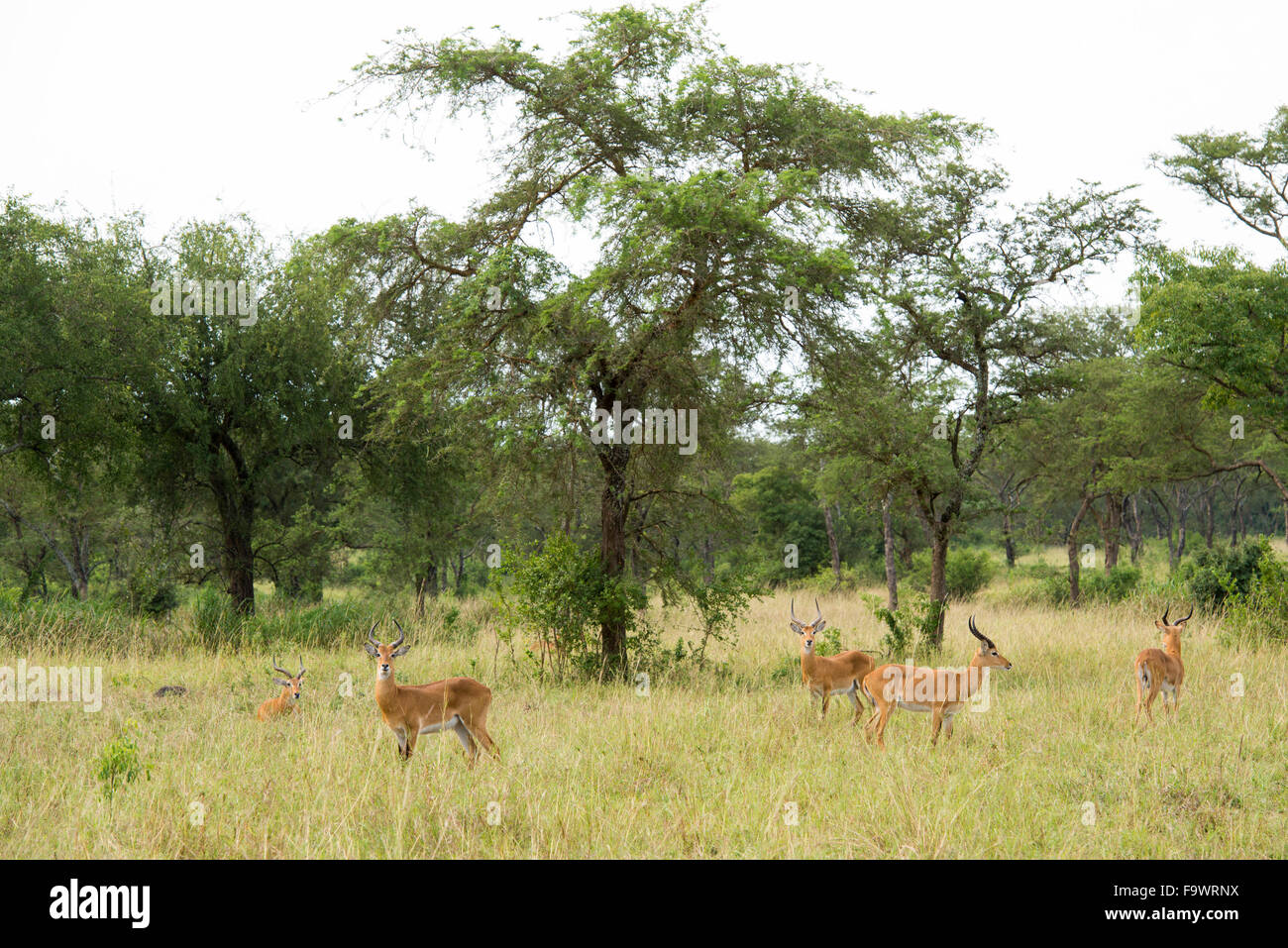Uganda kobs (Kobus kob), Semliki Wildlife Reserve, Uganda Stock Photo ...