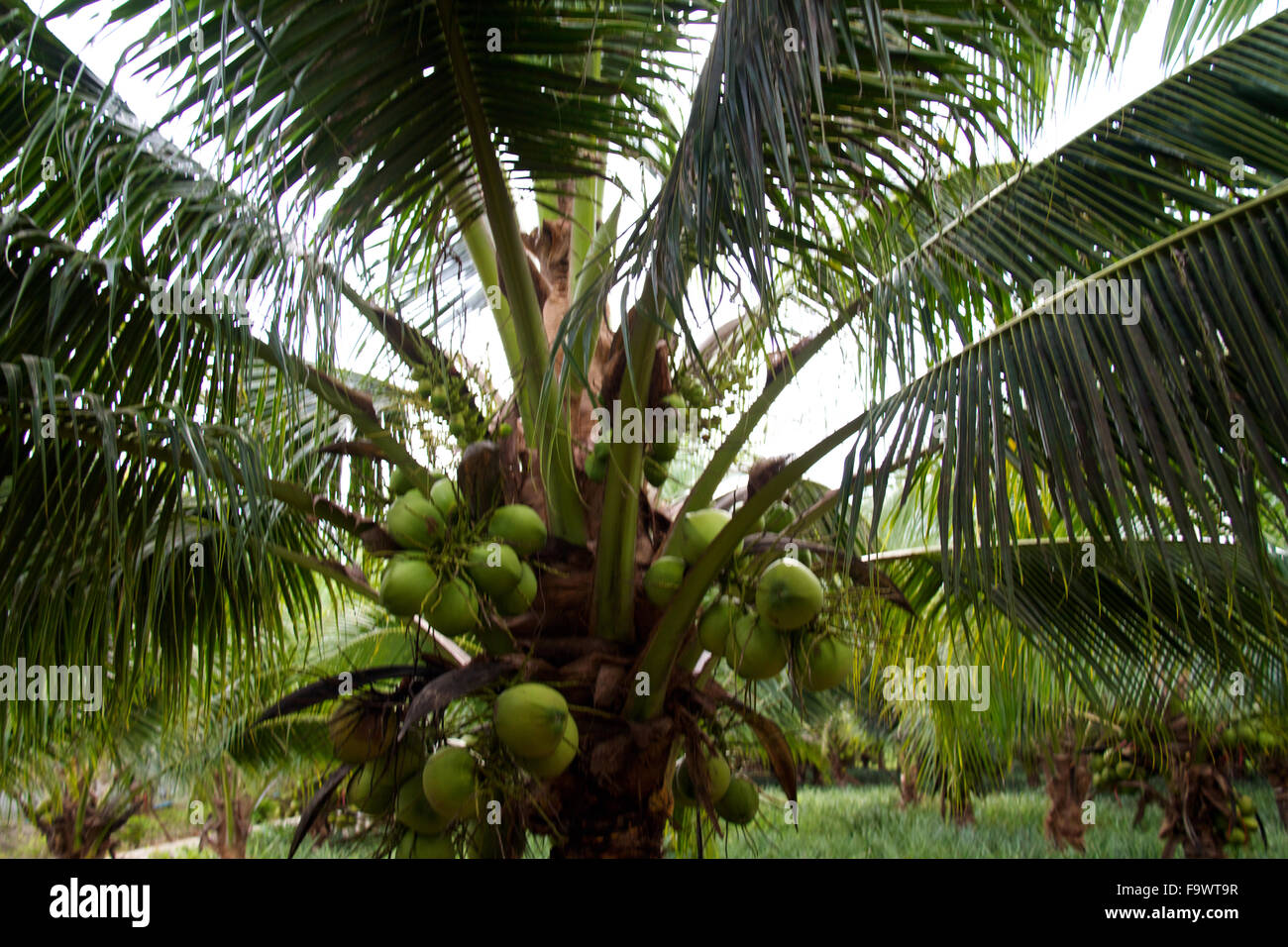 closeup of tropical coconut Stock Photo - Alamy