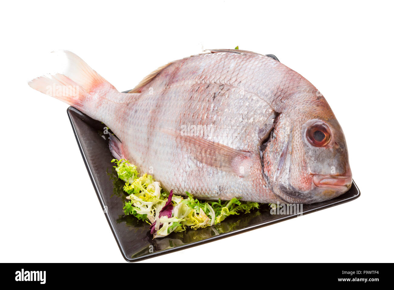 Silver porgy Cut Out Stock Images & Pictures - Alamy