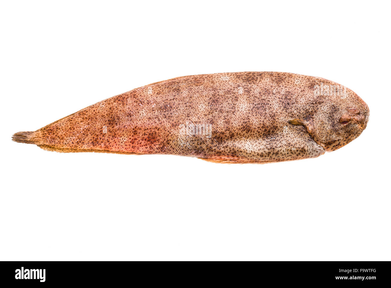 Fish Dover sole Stock Photo - Alamy