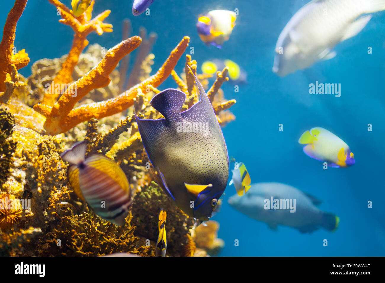 Multicolored tropical fish at coral reef in sea water Stock Photo - Alamy
