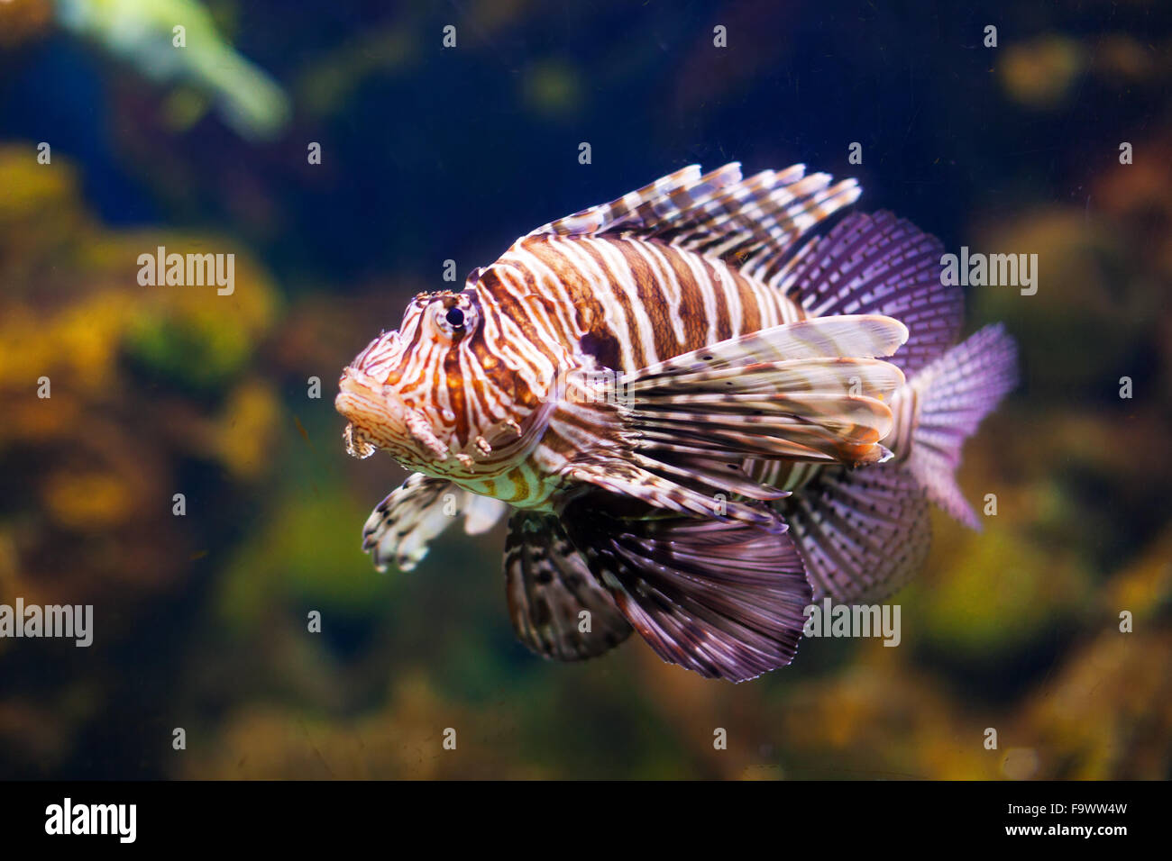 Red lionfish - venomous living in coral reef Stock Photo - Alamy