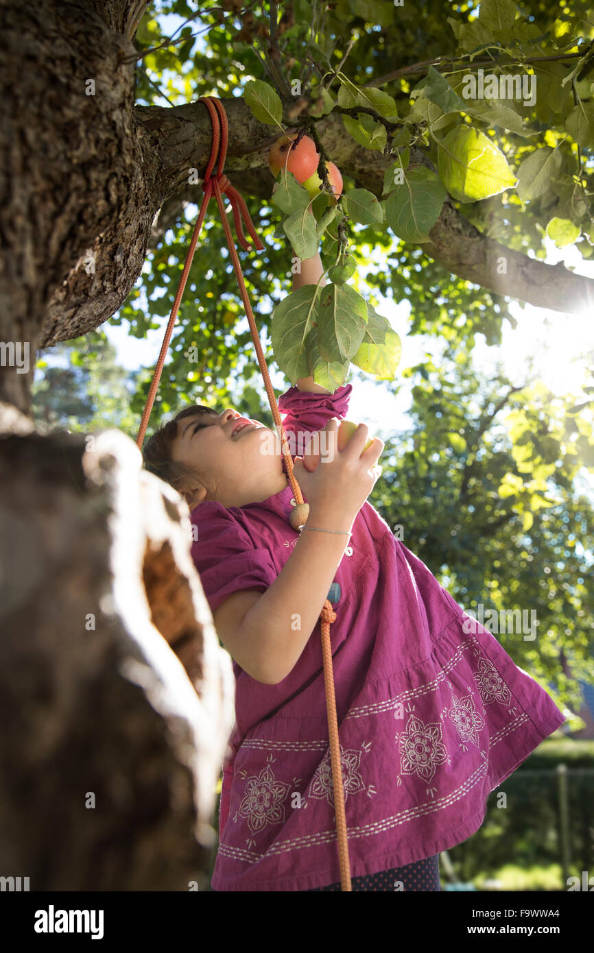 People reaching fruit on tree hi-res stock photography and images - Alamy