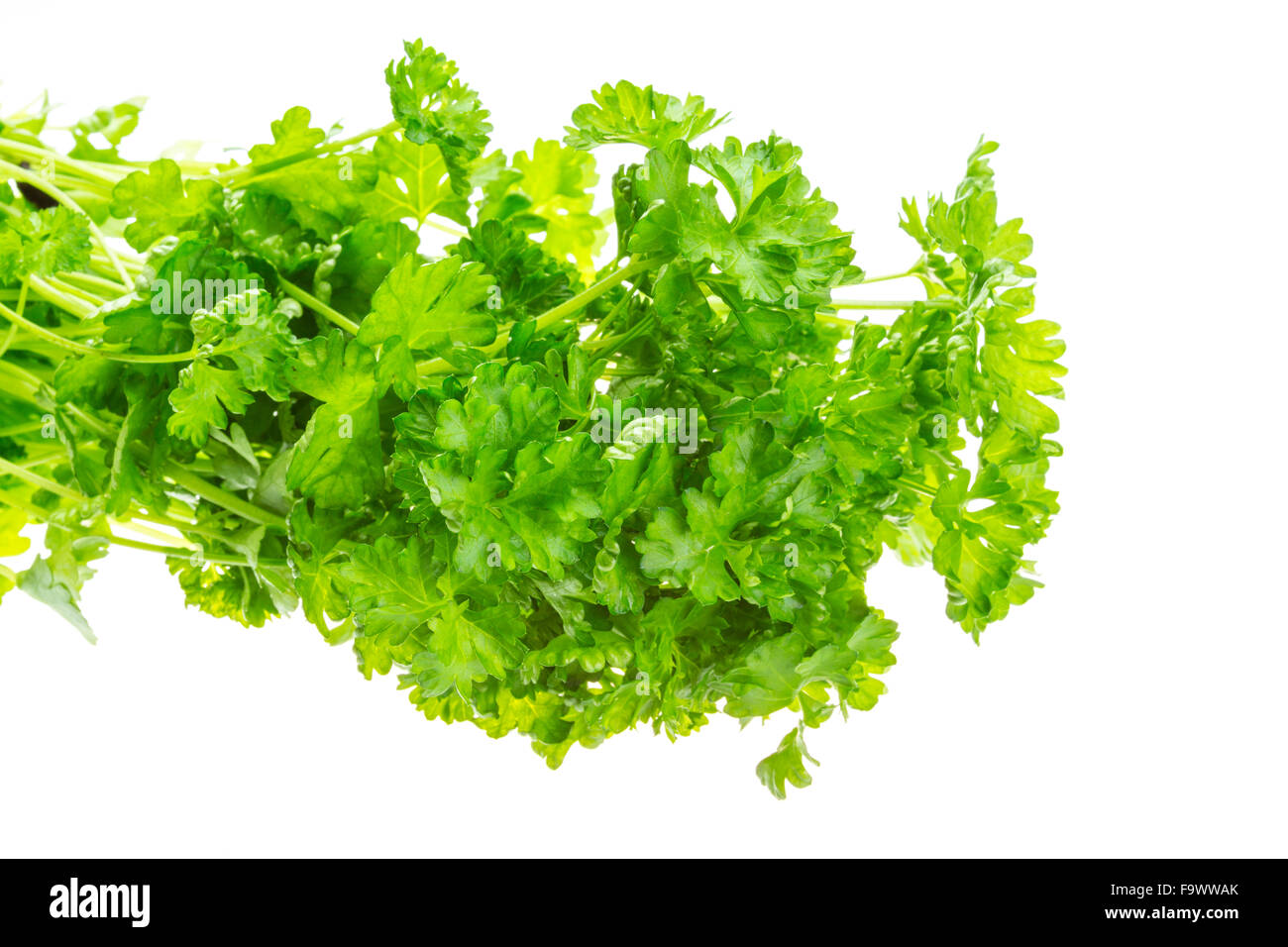 Ripe fresh Parsley isolated Stock Photo - Alamy