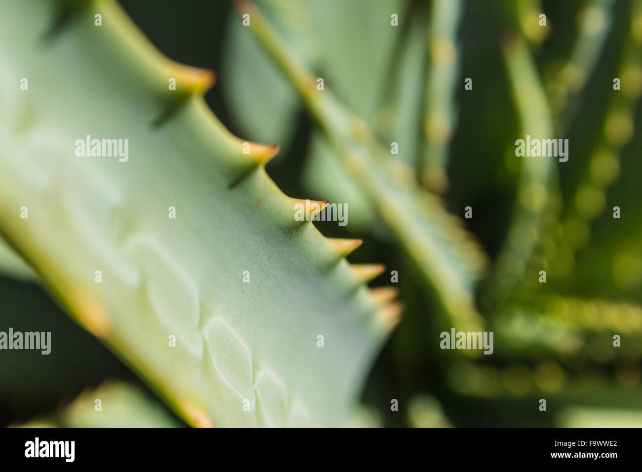 Aloe cactus closeup - Agave plant / details Stock Photo - Alamy