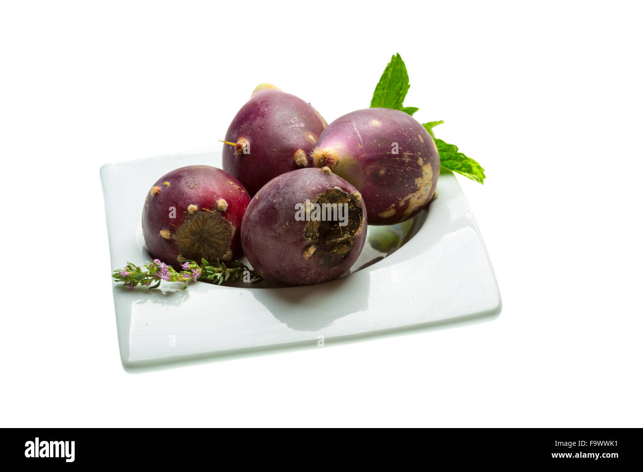 Cactus sabr in the dish Stock Photo - Alamy
