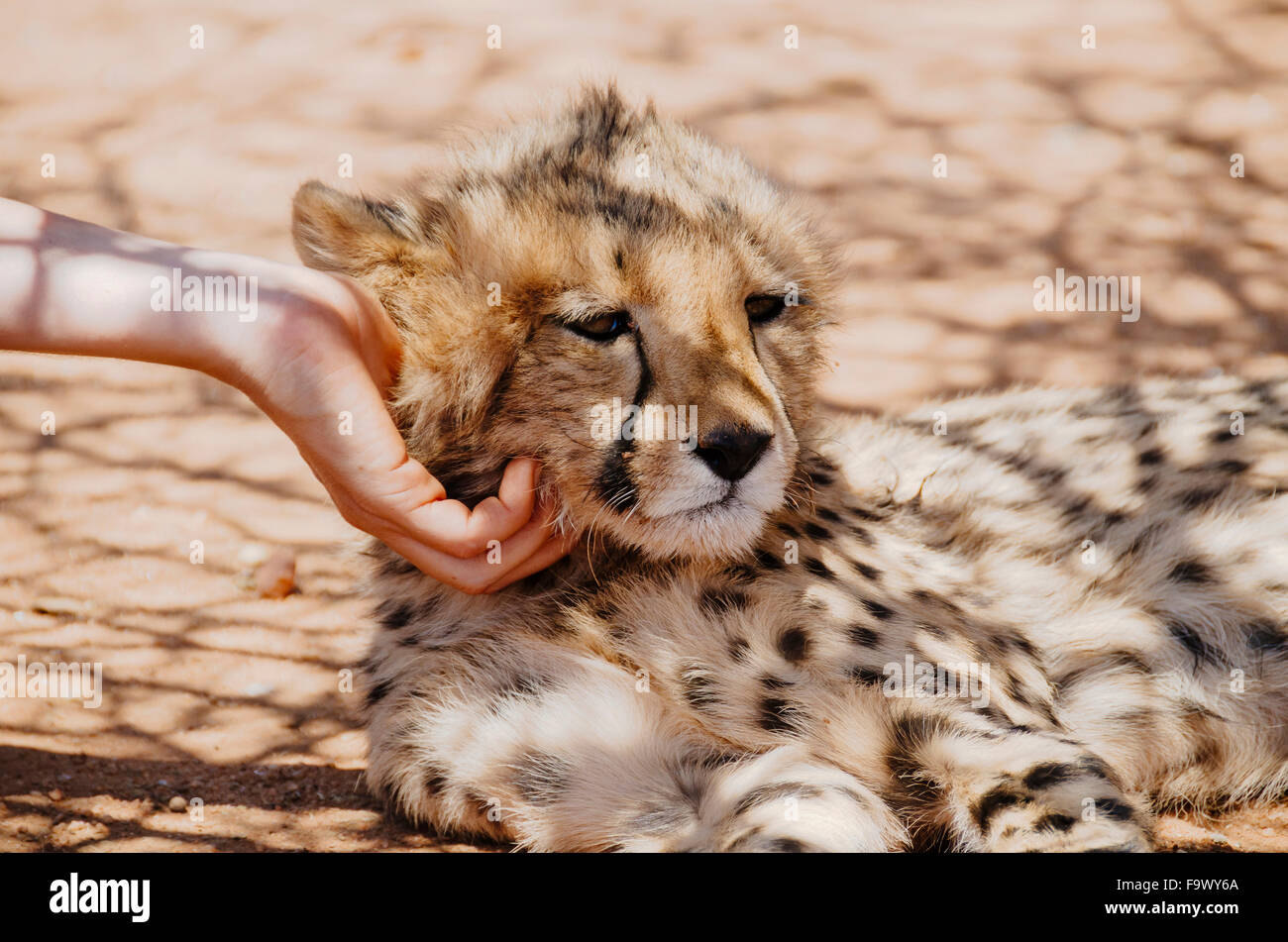 Cheetah by hand hi-res stock photography and images - Alamy