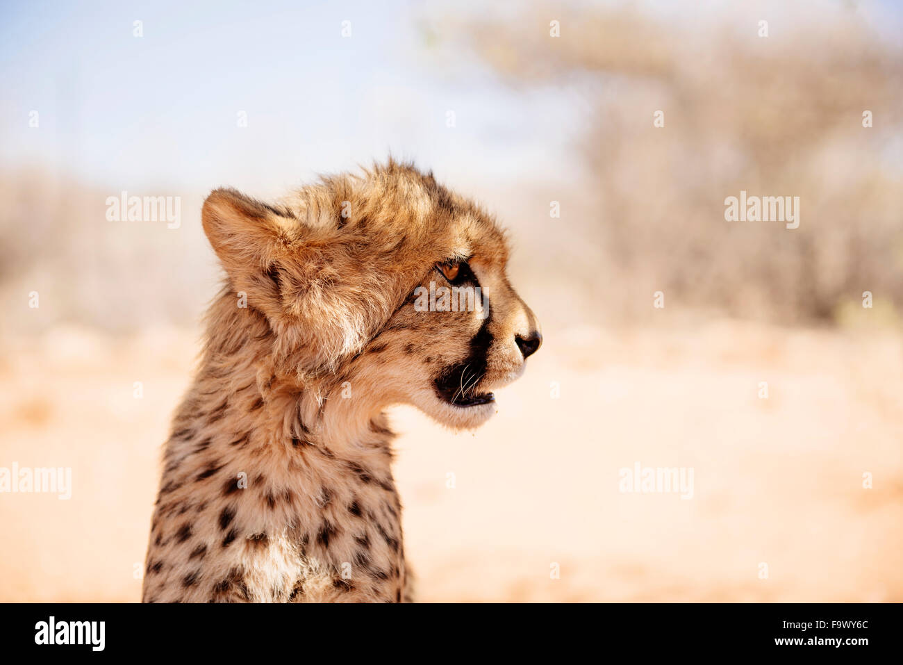 Cheetah shadow hi-res stock photography and images - Alamy