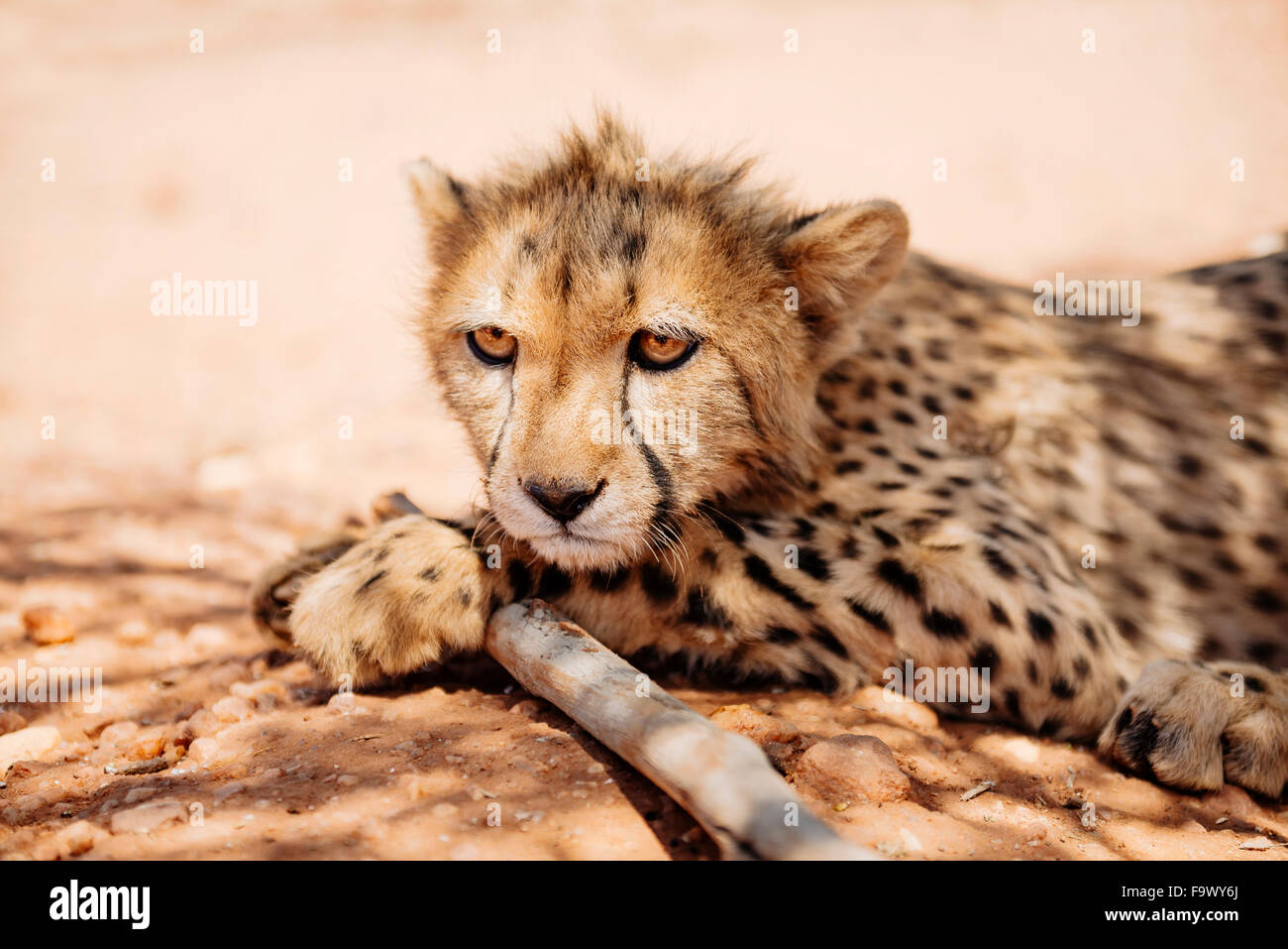 Cheetah shadow hi-res stock photography and images - Alamy