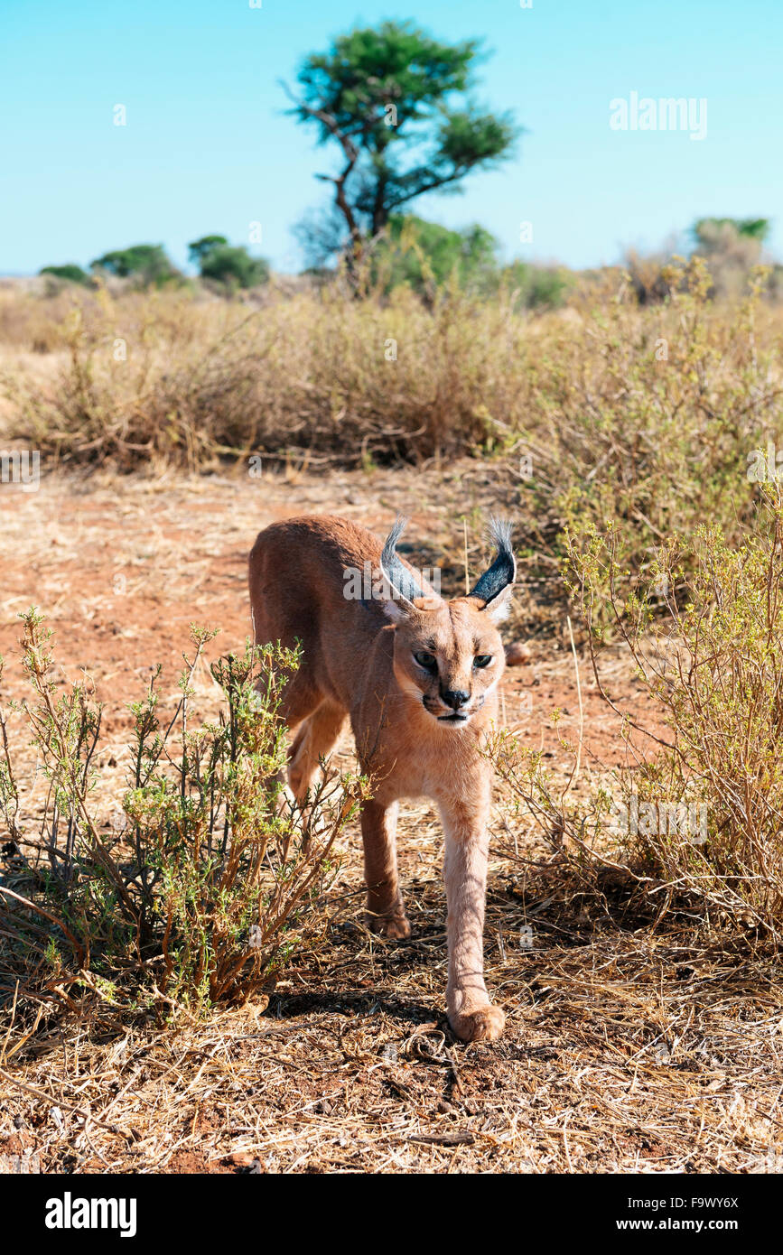 Caracal caracal tree hi-res stock photography and images - Alamy