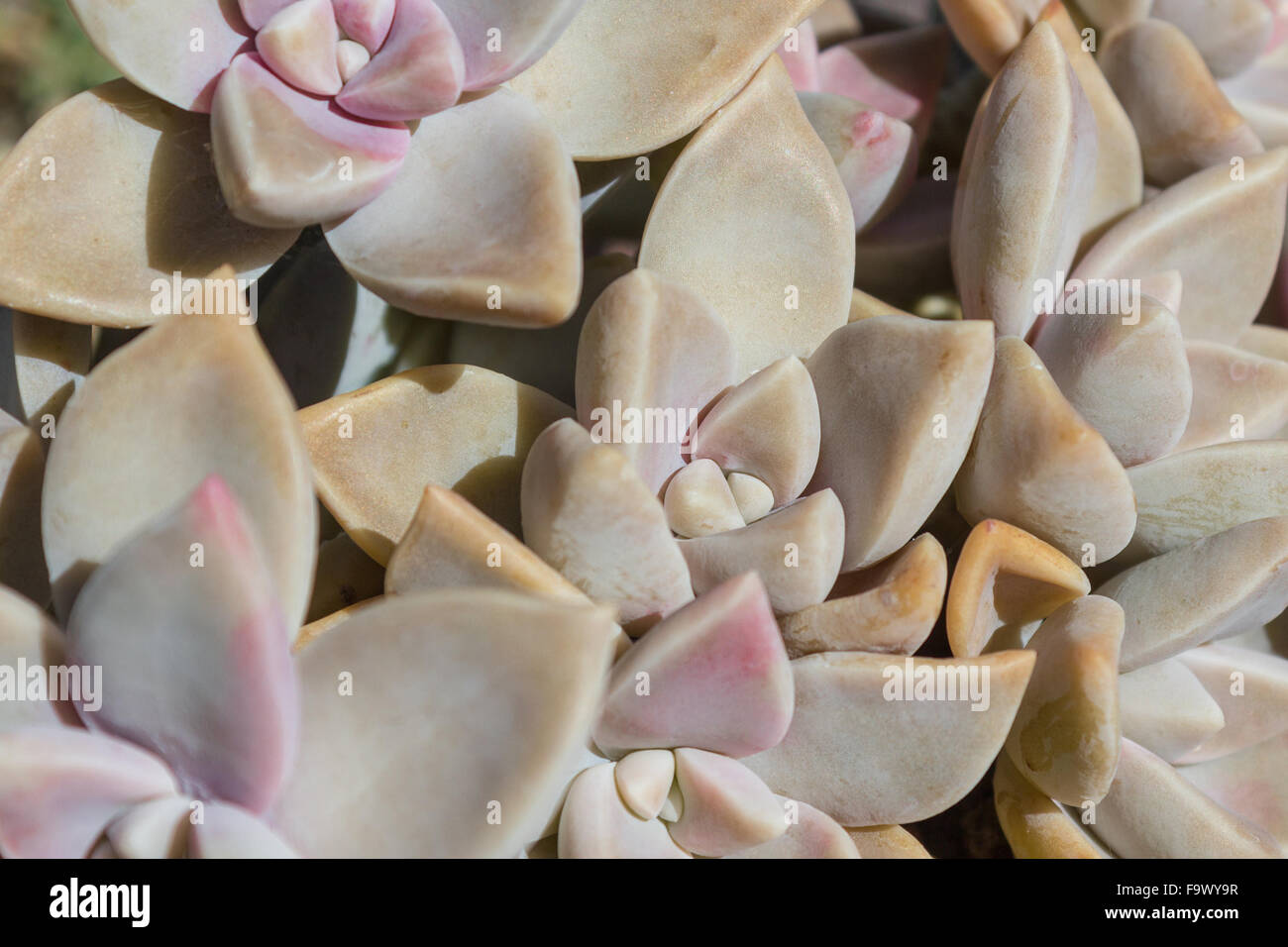 Succulent plant macro - succulent flower closeup Stock Photo - Alamy