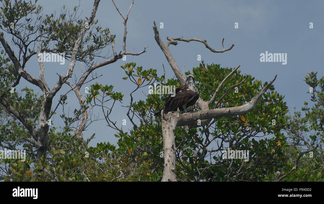 Osprey in Tree Stock Photo - Alamy