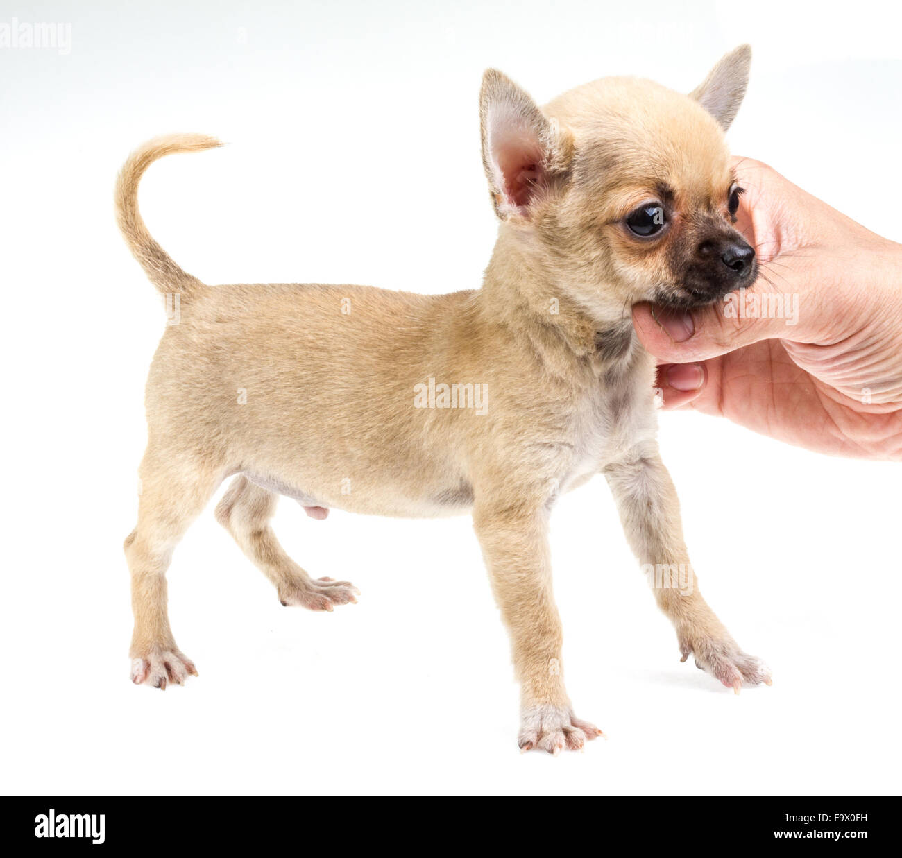 expressive portrait Chihuahua puppy Stock Photo - Alamy
