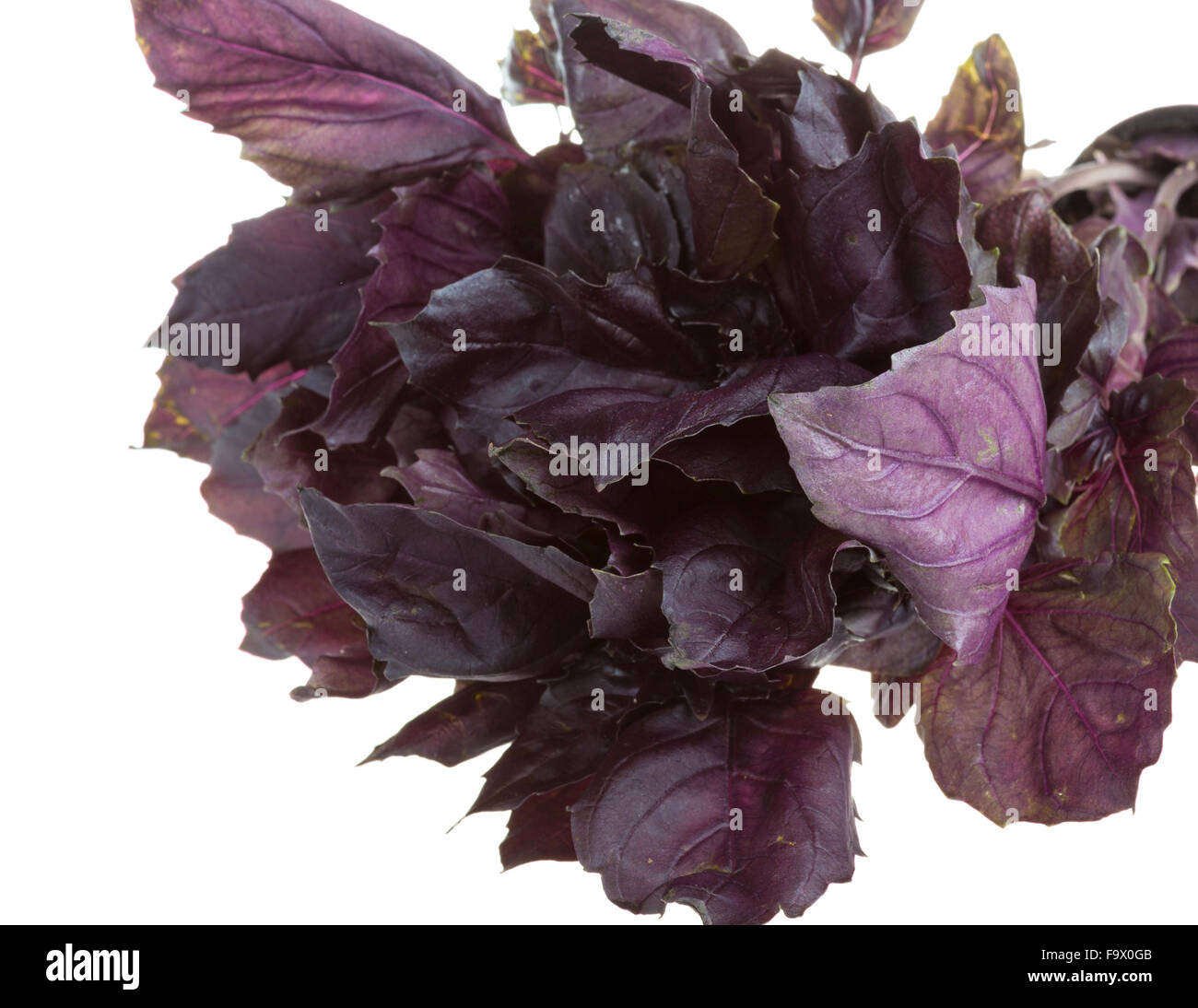 Sweet dark red basil leaves Stock Photo - Alamy