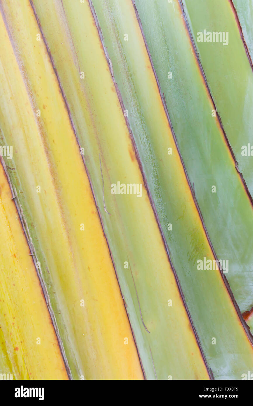 palm tree closeup - striped natural pattern background - abstract ...