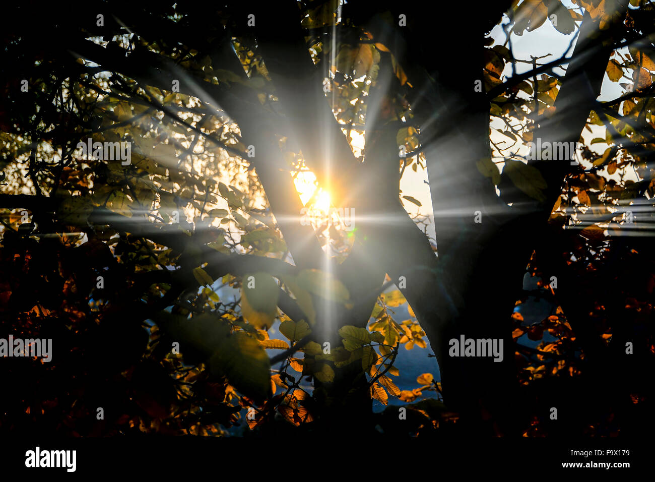 Walnut tree in autumn in backlight Stock Photo - Alamy