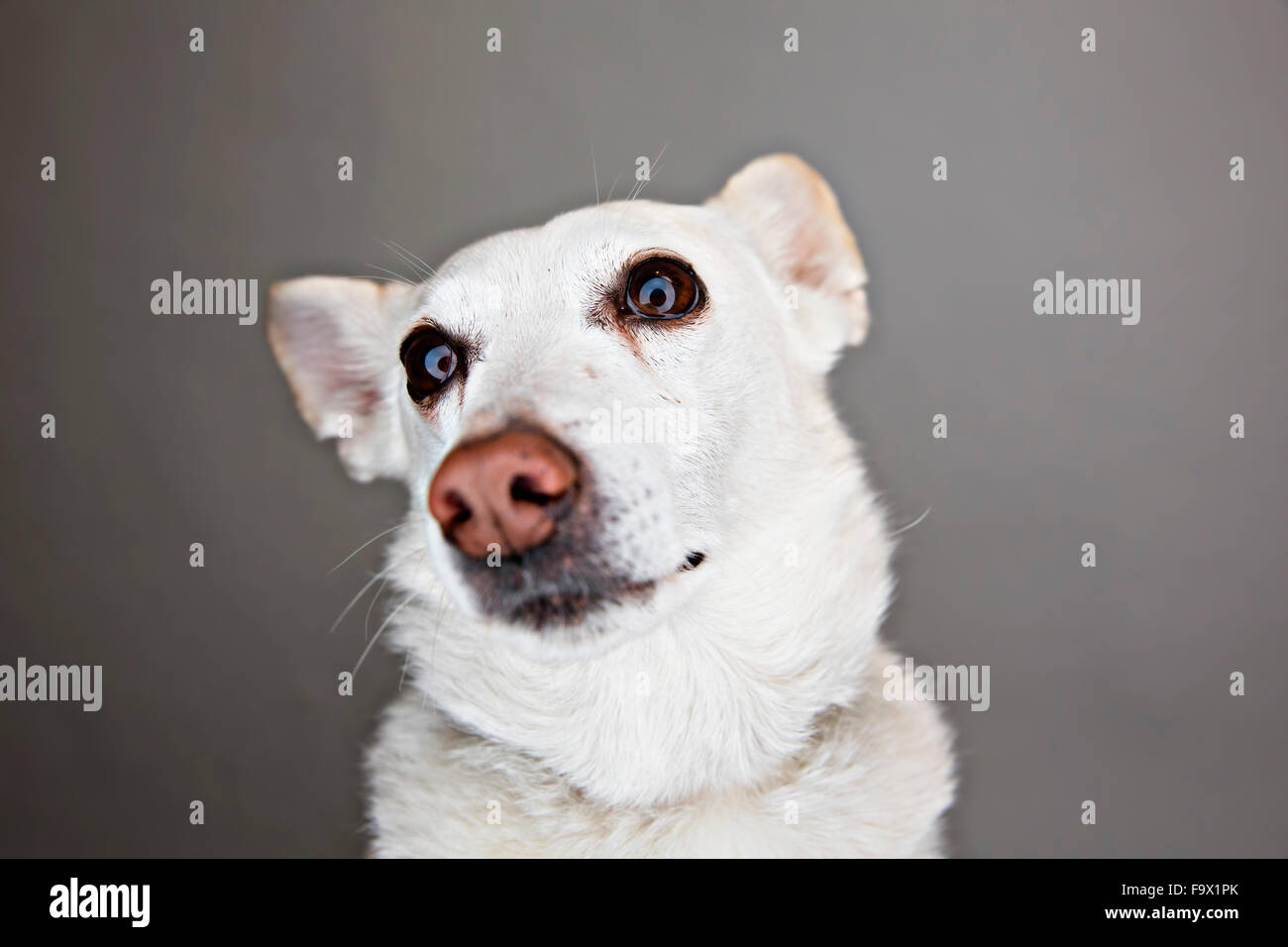 Portrait of a white mongrel in front of grey background Stock Photo - Alamy