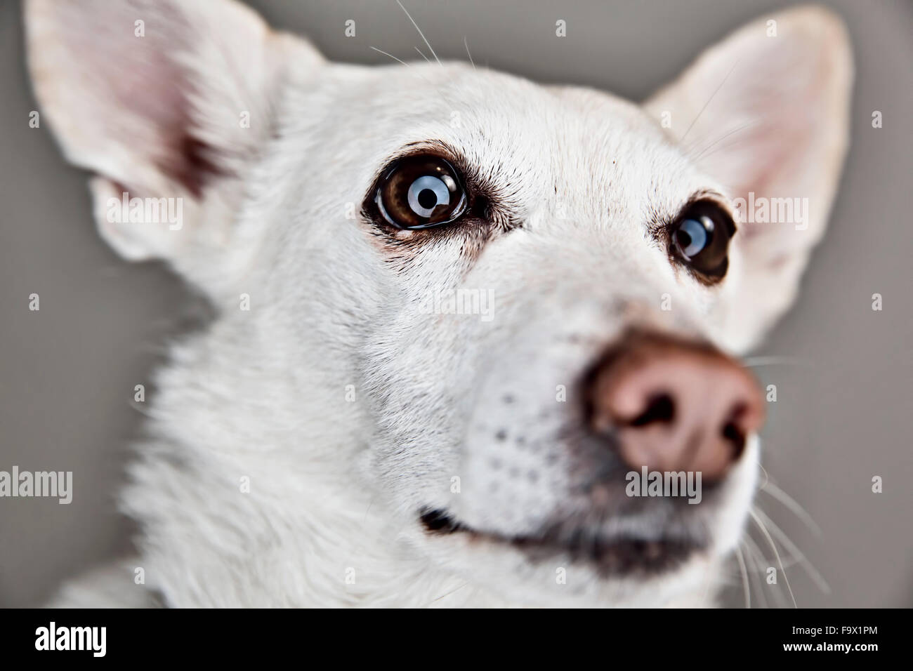 Portrait of a white mongrel in front of grey background Stock Photo - Alamy
