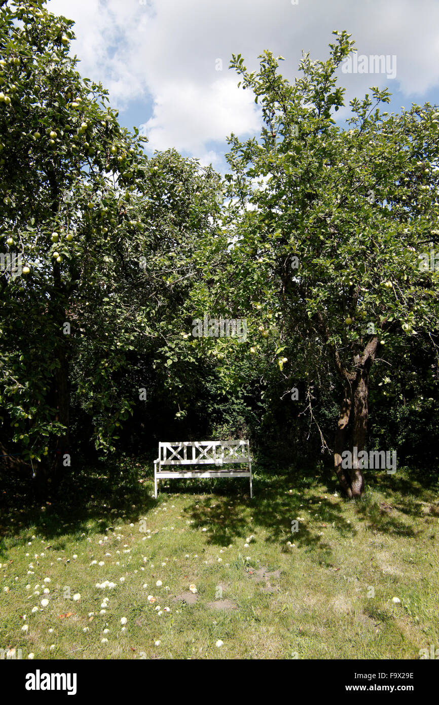 Apple trees and bench in summer Stock Photo - Alamy