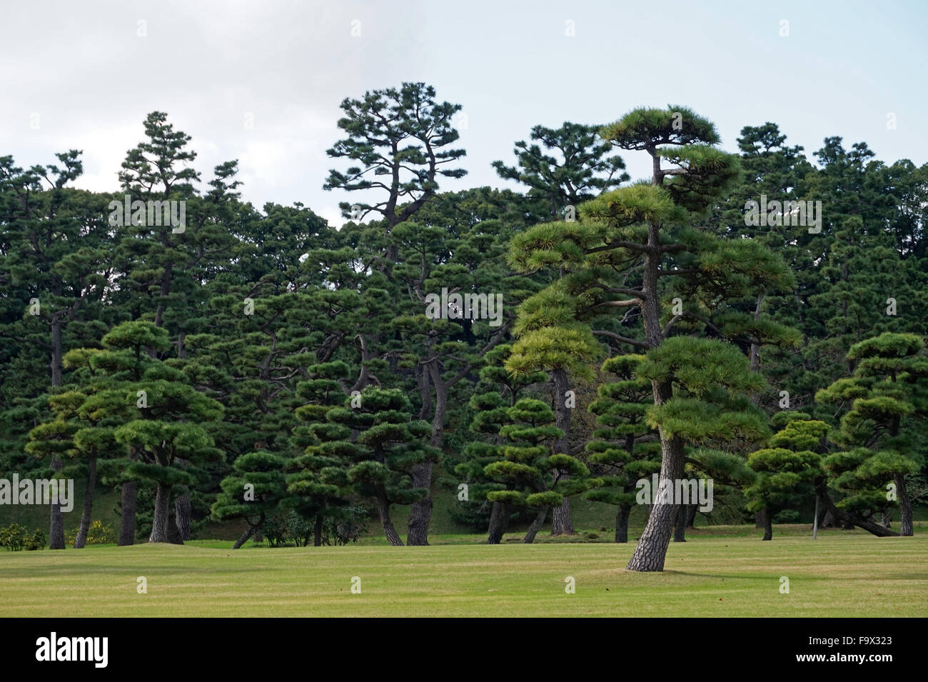 Trees at the Imperial Palace, Tokyo, Japan Stock Photo - Alamy