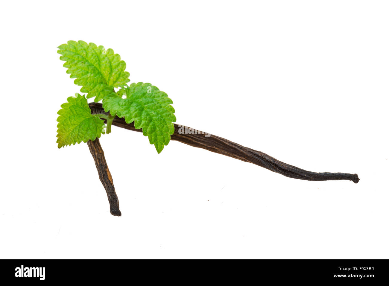 Vanilla with mint isolated studio Stock Photo - Alamy