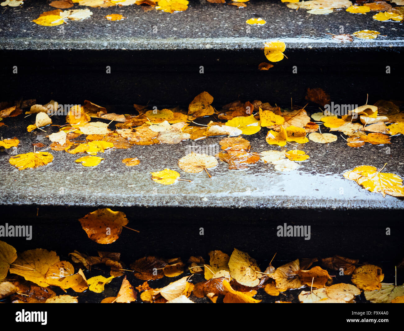 Autumn leaves on stone stair Stock Photo - Alamy