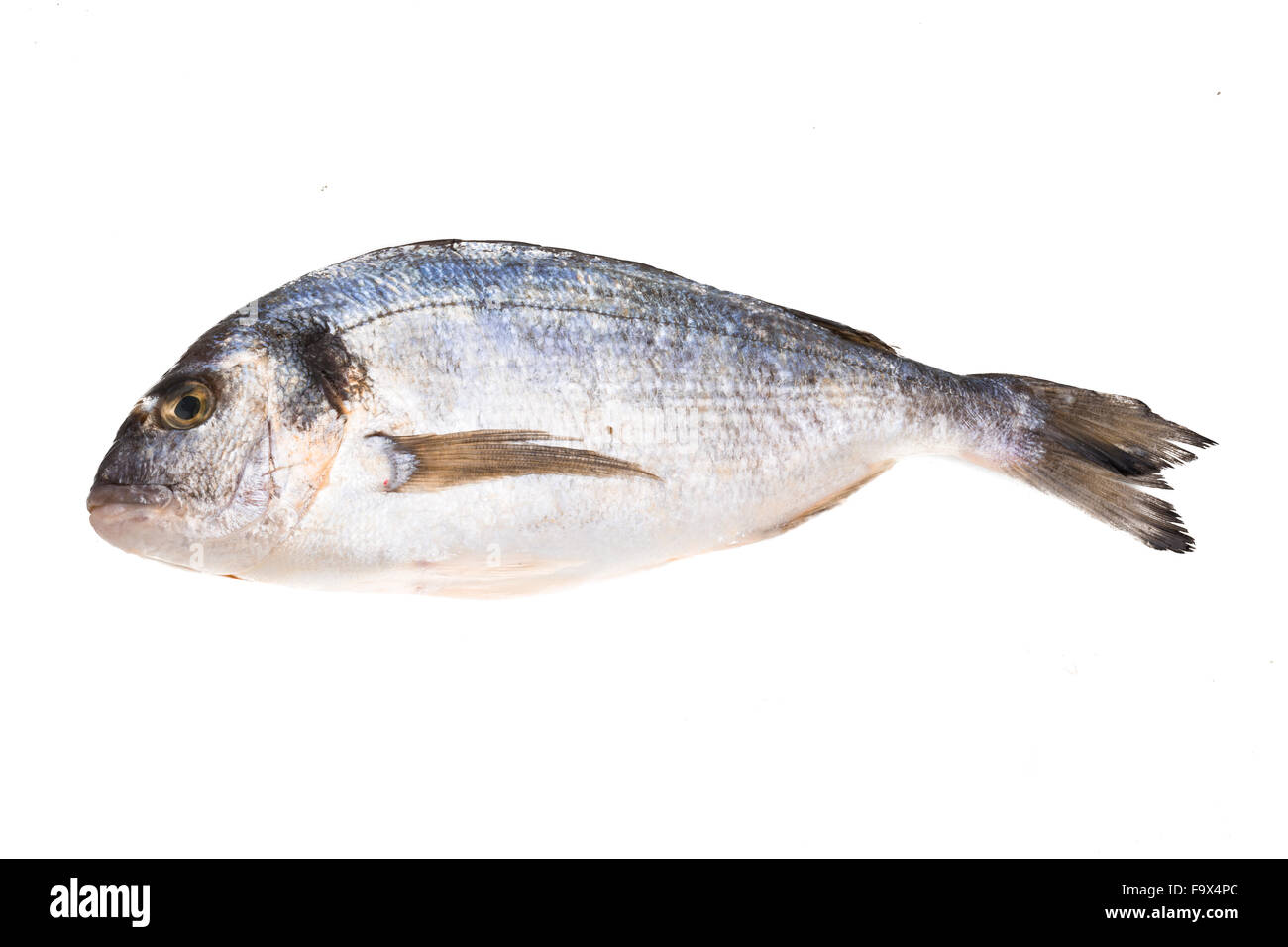 Fresh raw dorada Stock Photo - Alamy