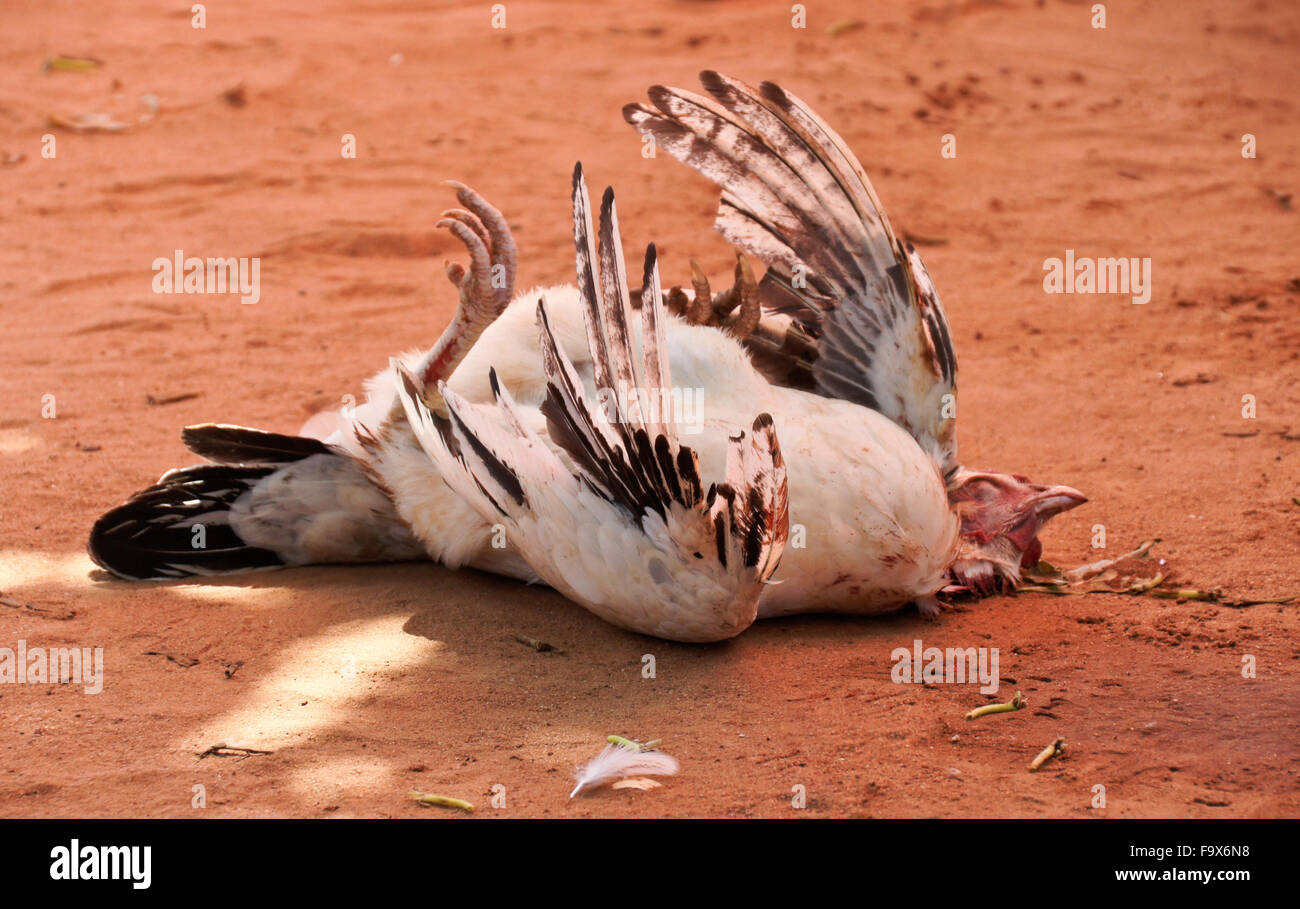 Chicken sacrifice voodoo hi-res stock photography and images - Alamy