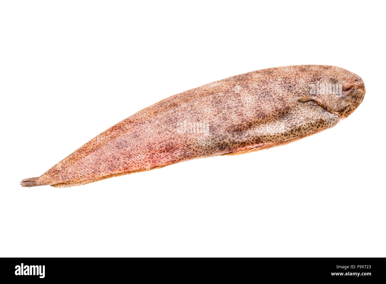 Fish Dover sole Stock Photo - Alamy