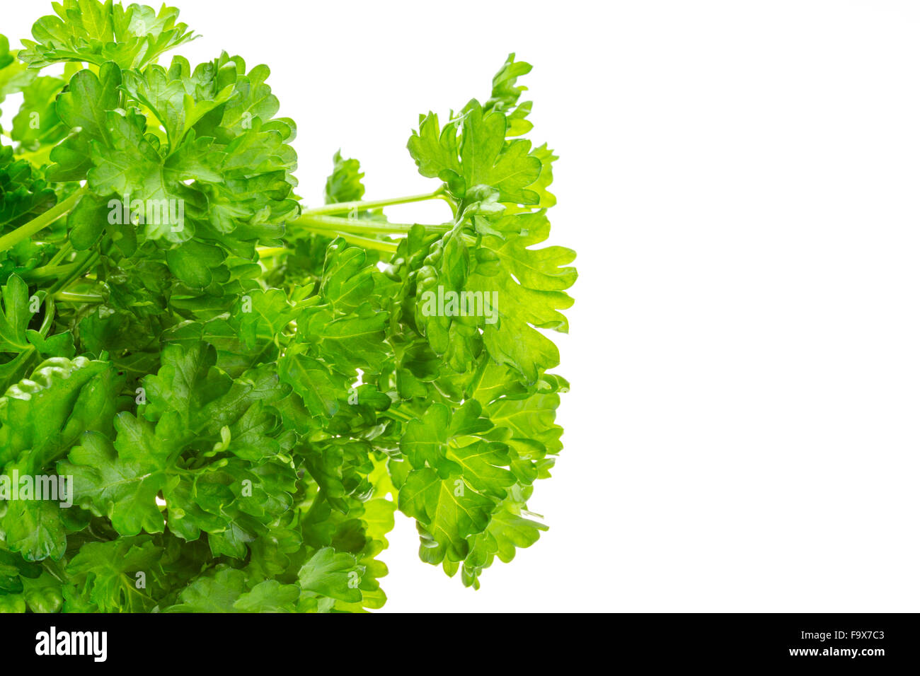 Ripe fresh Parsley isolated Stock Photo - Alamy