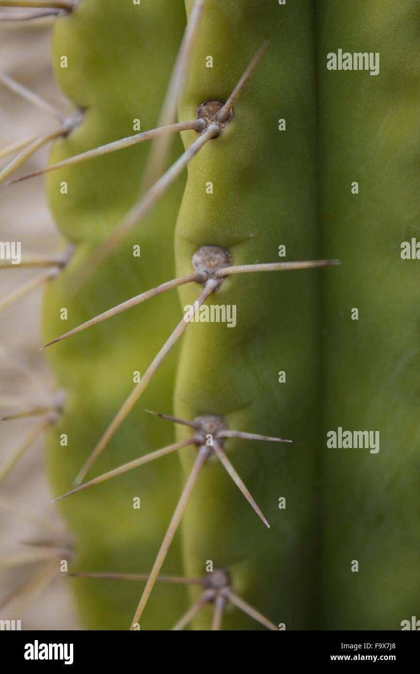 long cactus closeup - thorns macro on cactus Stock Photo - Alamy