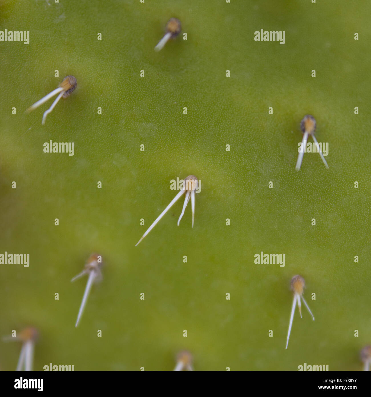 Thorns / Spikes on cactus plant macro. Cactus detail Stock Photo - Alamy