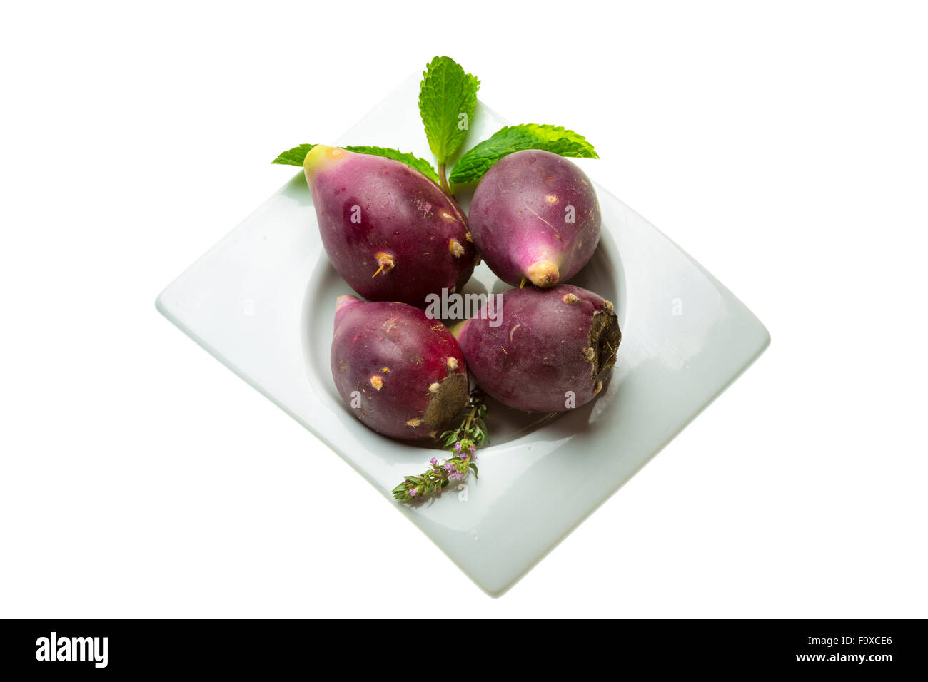 Cactus sabr in the dish Stock Photo - Alamy