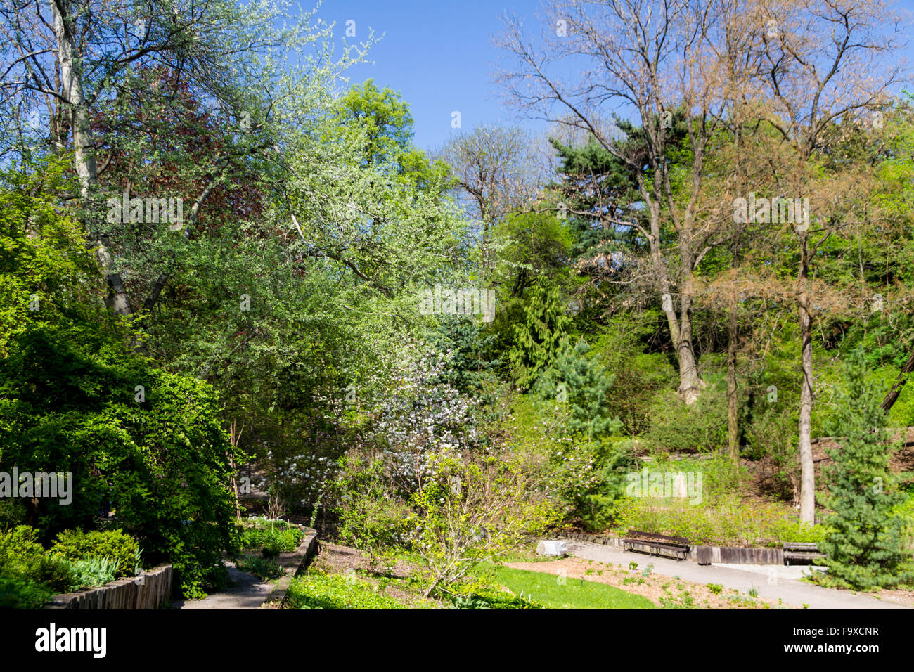 summer park, trees Stock Photo - Alamy