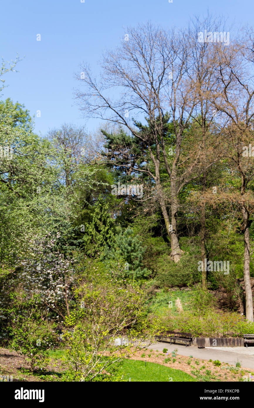 summer park, trees Stock Photo - Alamy