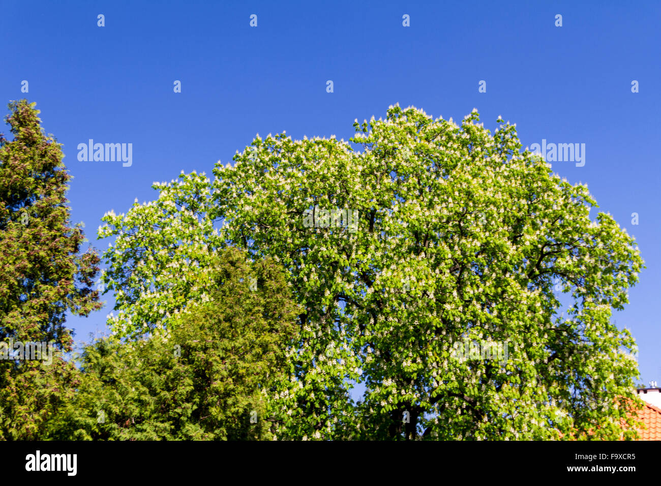 summer park, trees Stock Photo - Alamy