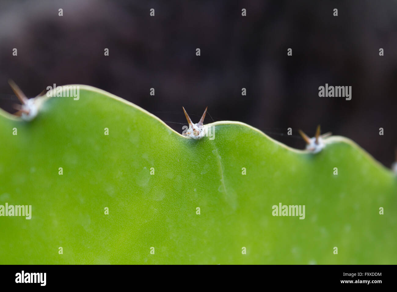 Cactus plant detail - green catus macro Stock Photo - Alamy