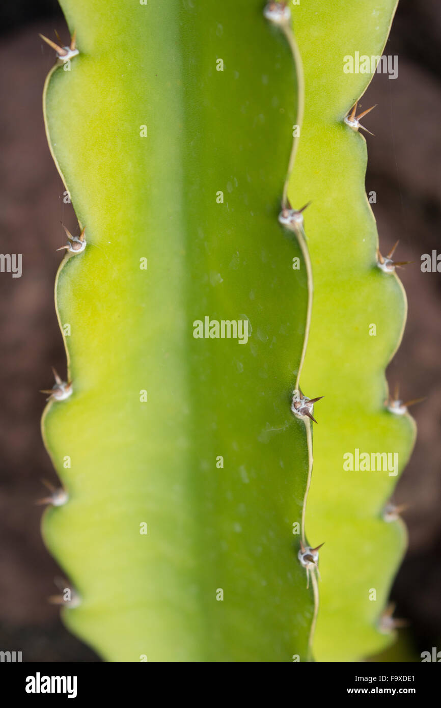 Cactus plant detail - green cactus macro Stock Photo - Alamy