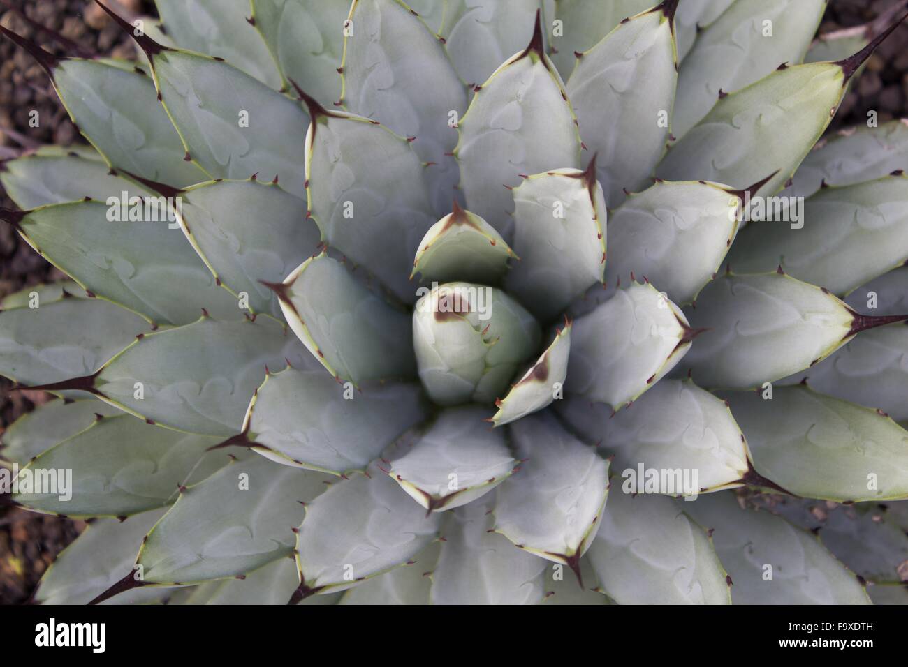 cactus plant closeup - nature pattern detail Stock Photo - Alamy
