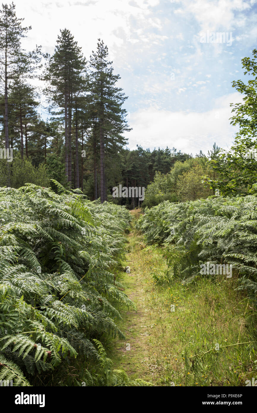 Evergreen trees in Newborough Forest, Anglesey, North Wales, blue sky ...