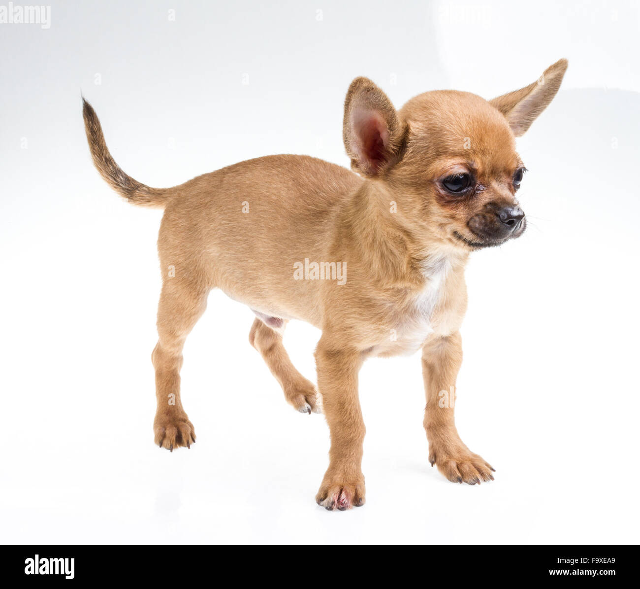 expressive portrait Chihuahua puppy Stock Photo - Alamy