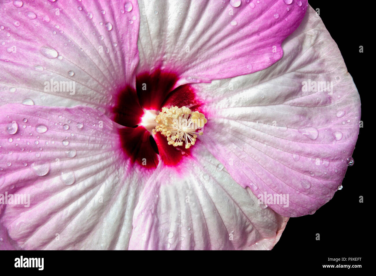 Pink Swirl Flowers
