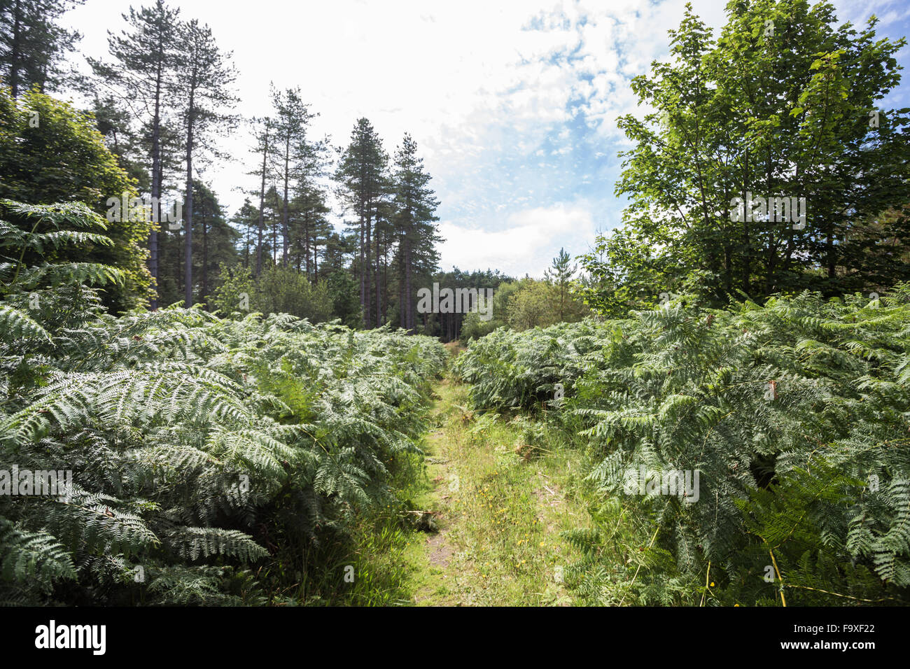 Evergreen trees in Newborough Forest, Anglesey, North Wales, blue sky ...