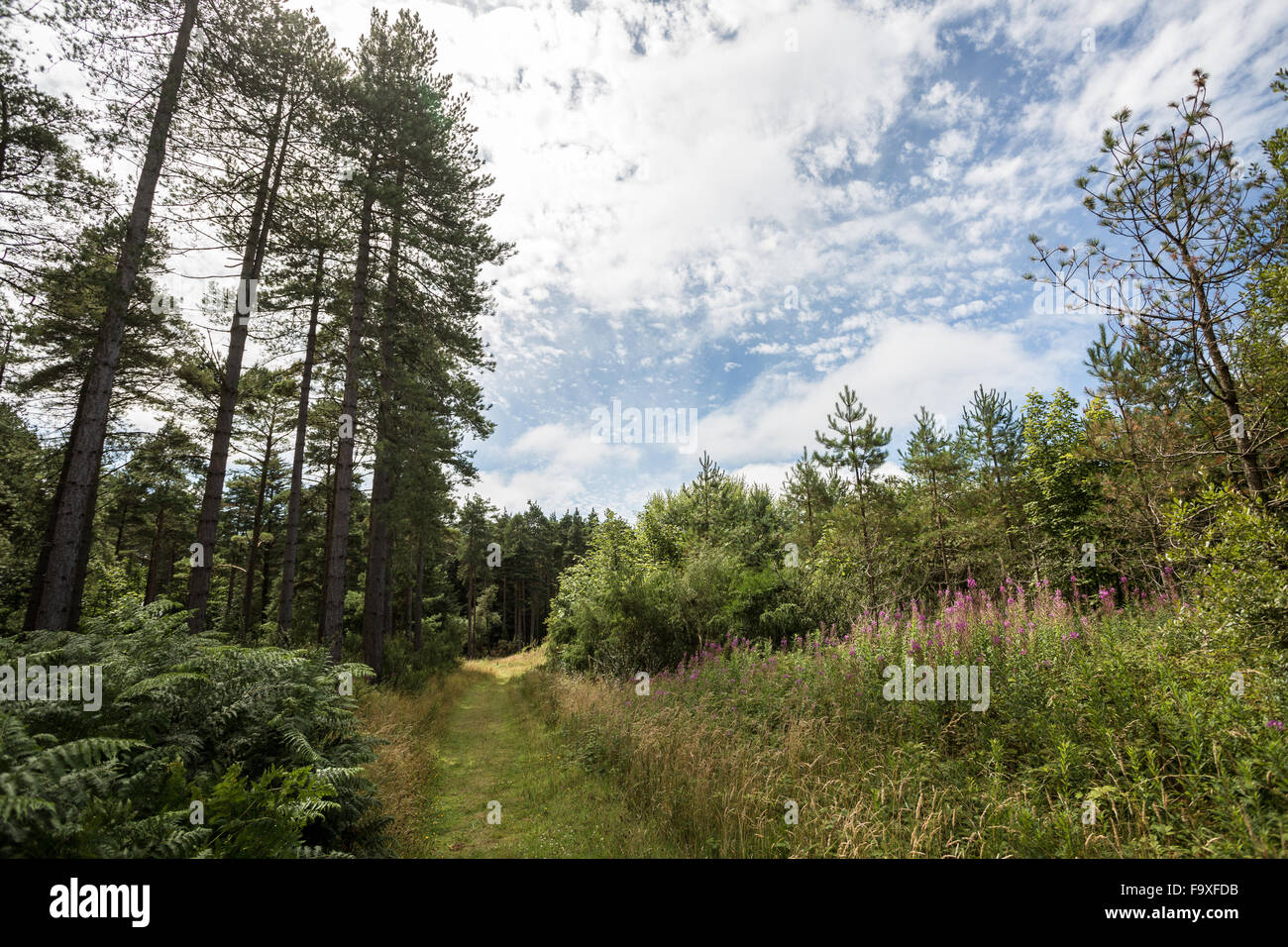 Evergreen trees in Newborough Forest, Anglesey, North Wales, blue sky ...