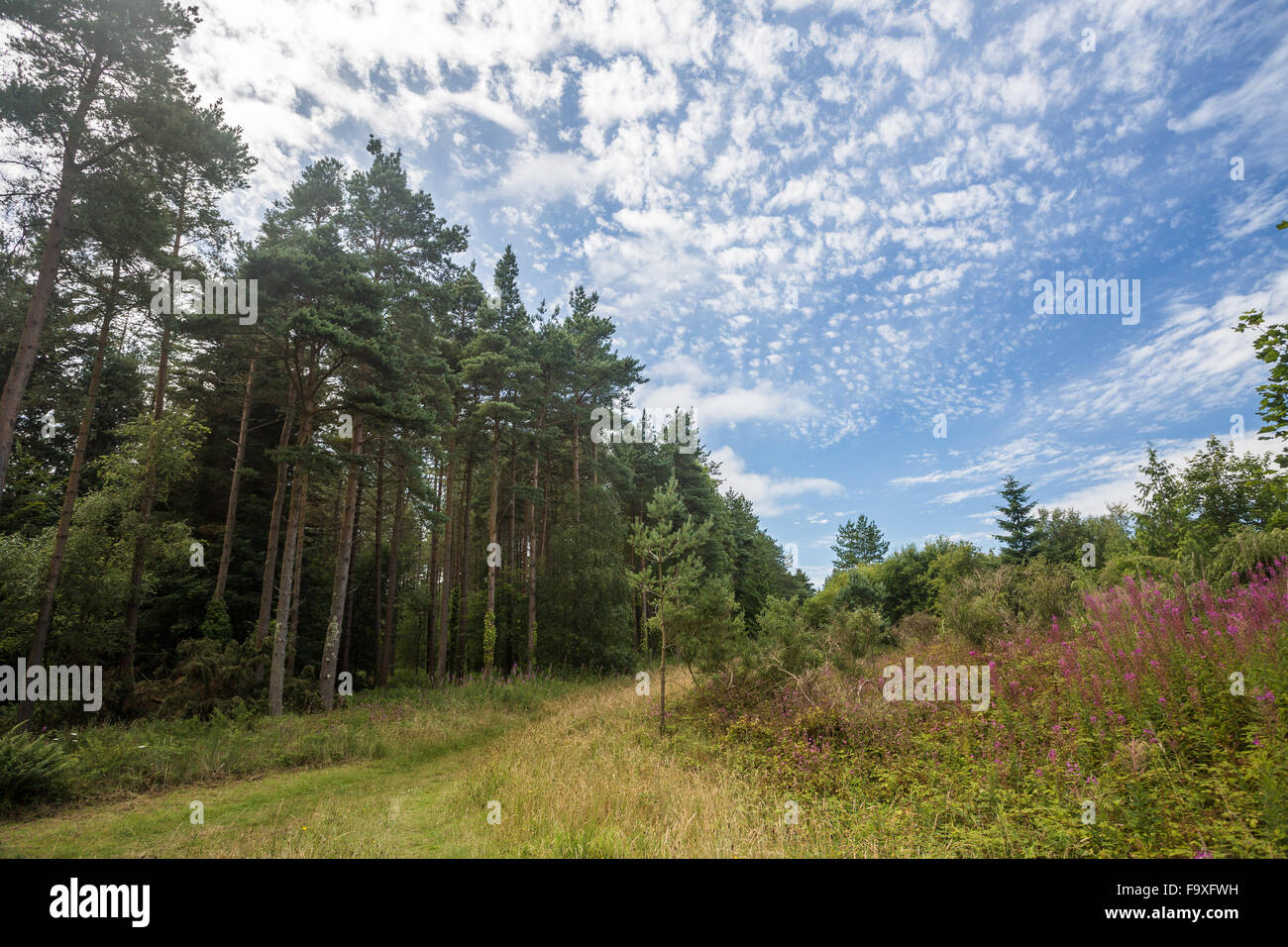 Evergreen trees in Newborough Forest, Anglesey, North Wales, blue sky ...
