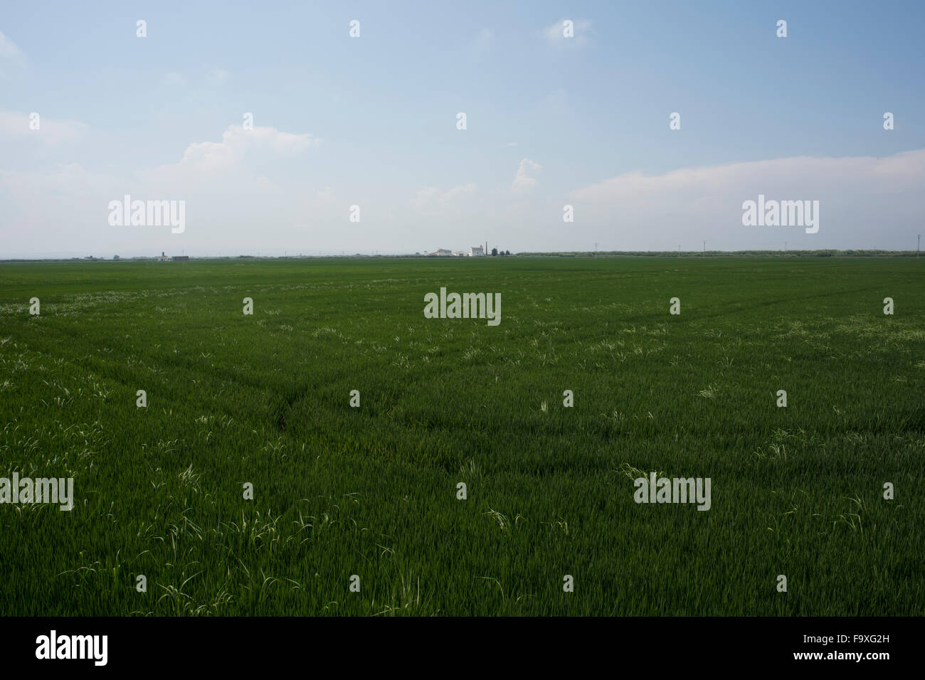 View of the rice fields of Parc Natural de l'Albufera, Valencia Stock ...