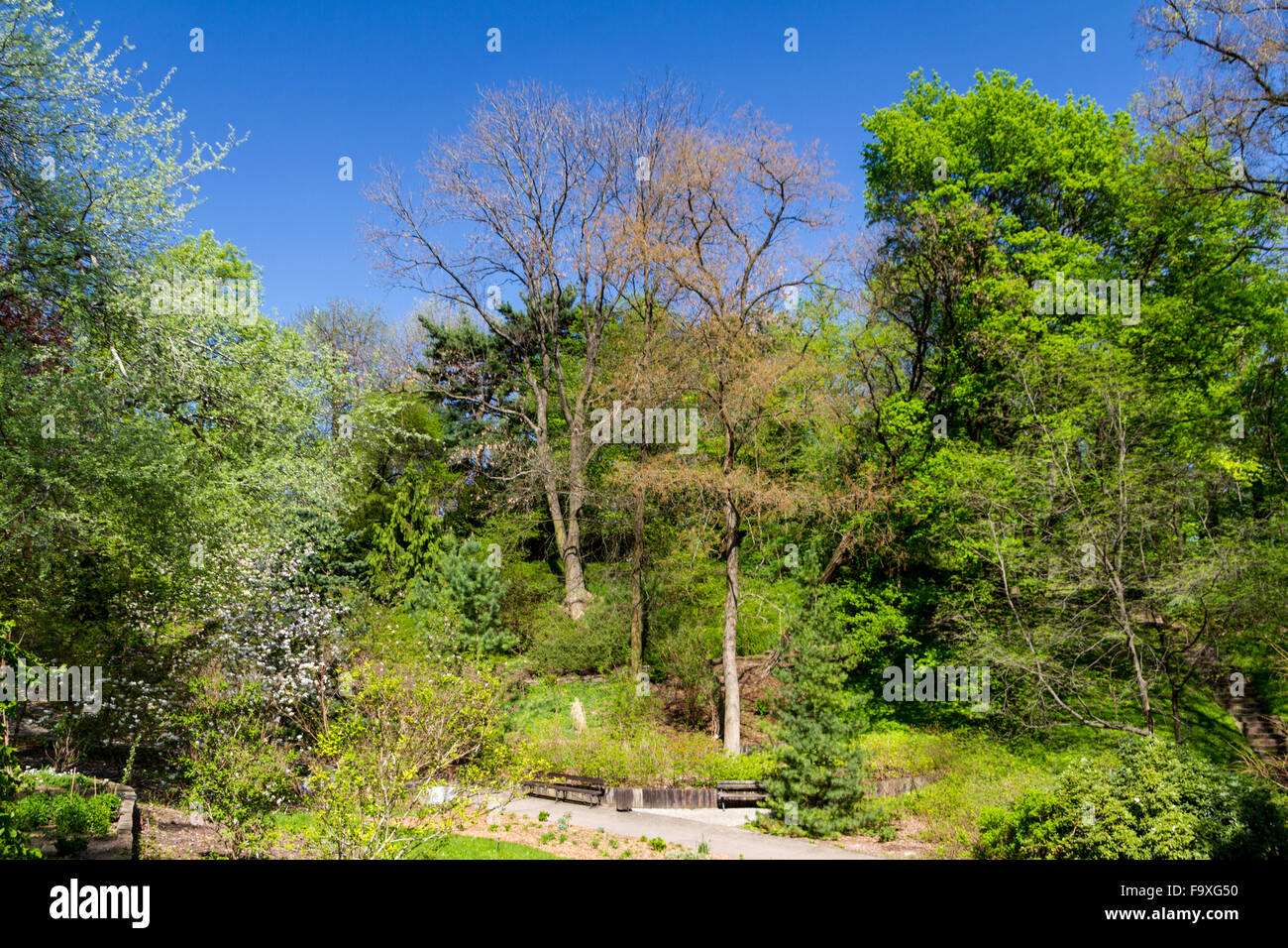 summer park, trees Stock Photo - Alamy