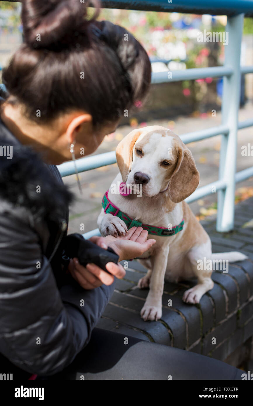 Portrait of dog giving paw Stock Photo - Alamy