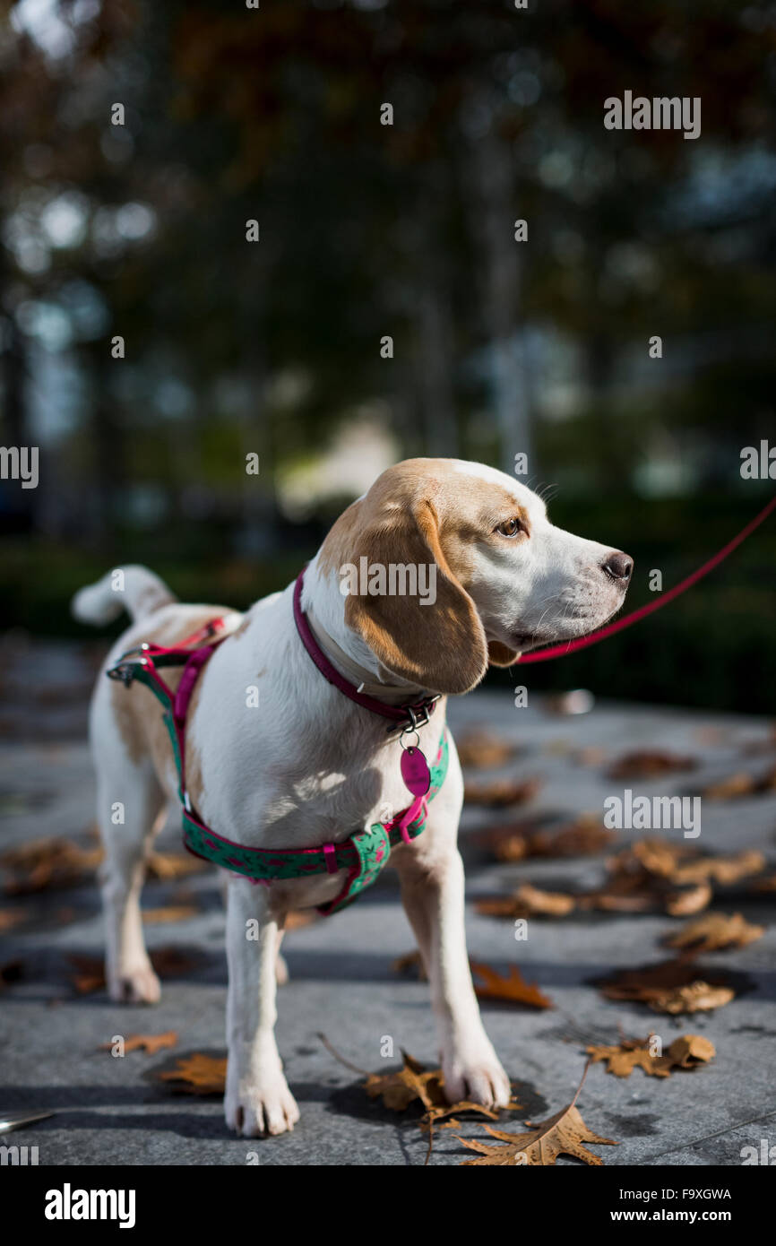 Dog on leash Stock Photo - Alamy